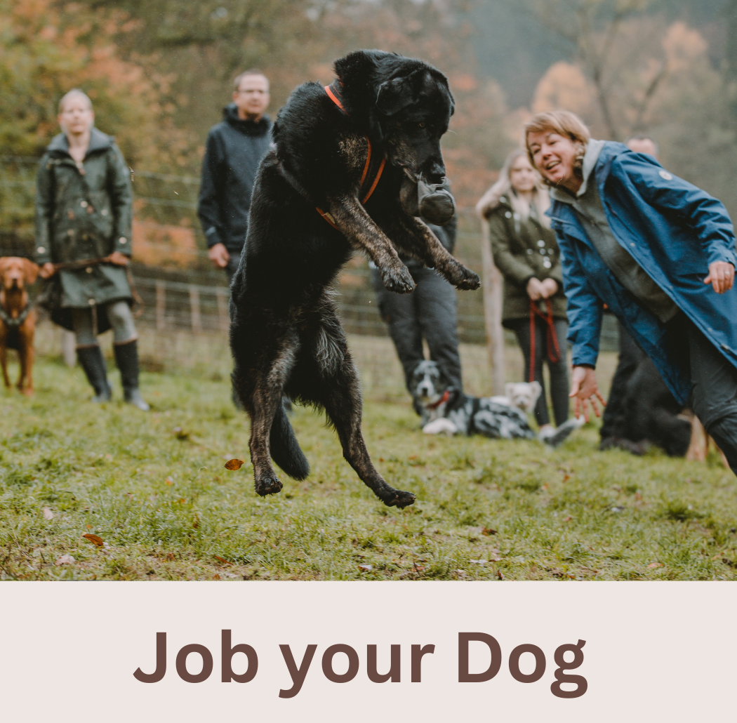 Job Your Dog Hundsartig Hundeschule Fachkraft Tiergest tzte